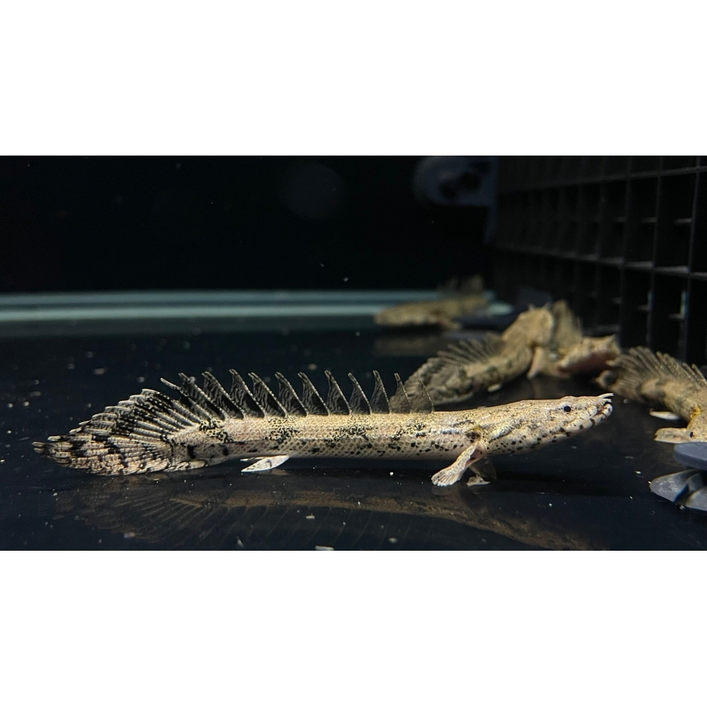 虎斑恐龍王Polypterus endlicheri endricheri - 沅均水族|台南歸仁優質觀賞魚水族專家沅均水族